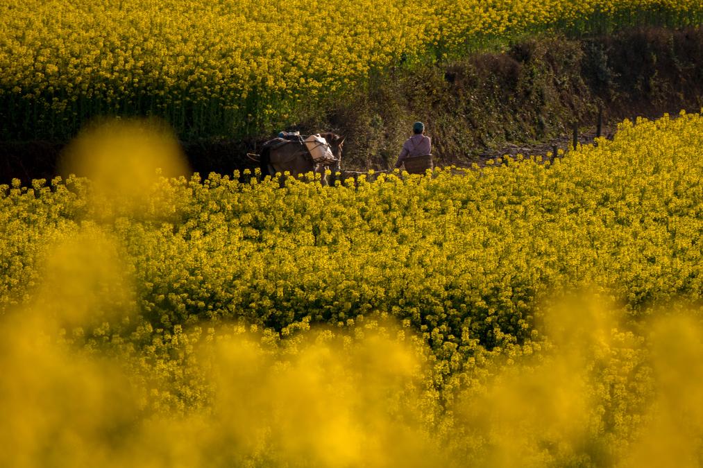 مشاهد من حقول أزهار الكول في الصين